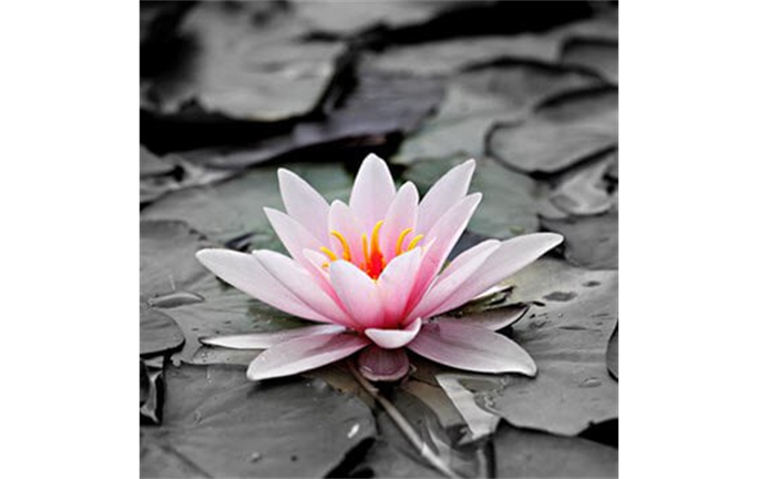 Home [www.beverlylittleleague.org]